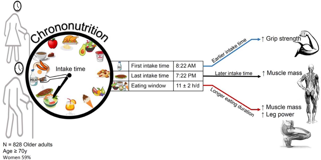 The association between chrononutrition behaviors and muscle health ...